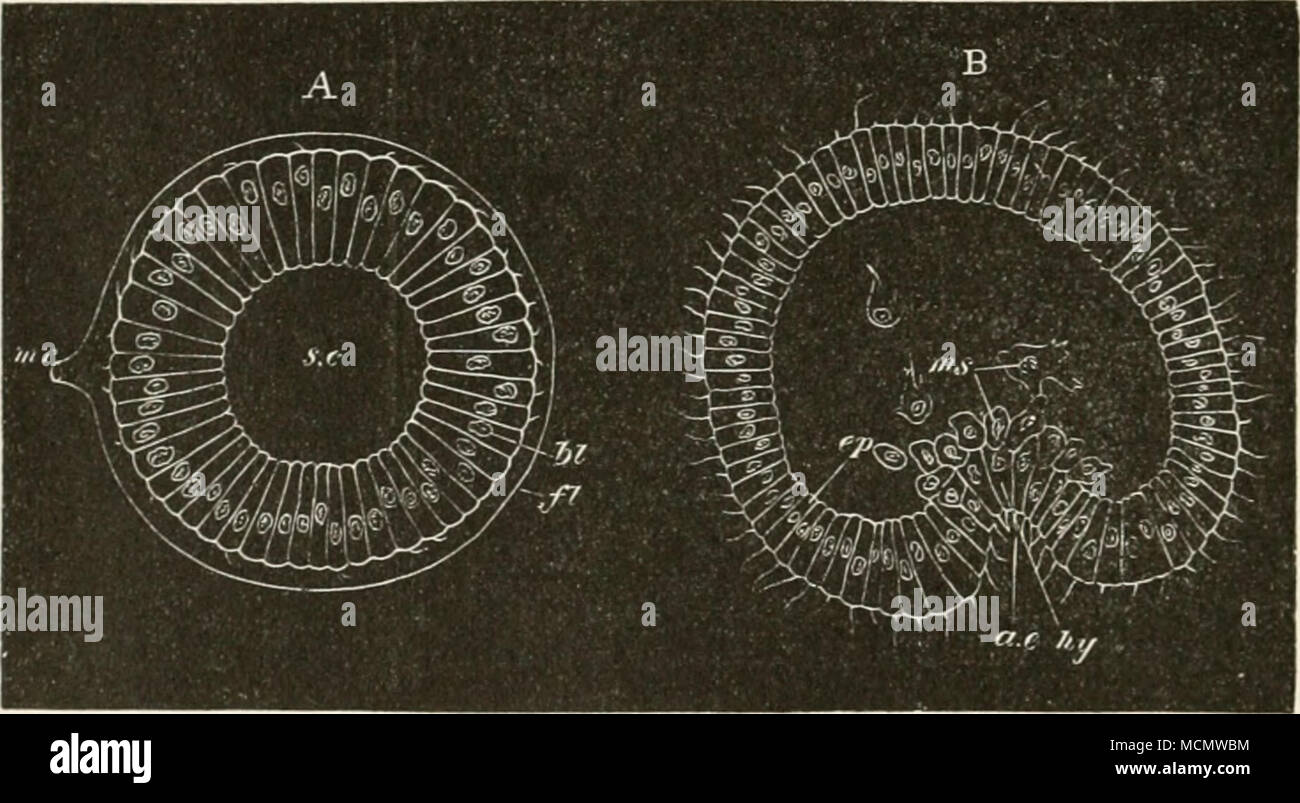 . Abb. 89. Zwei Entwieklungsstadien von Holothuria tubulosa im ...