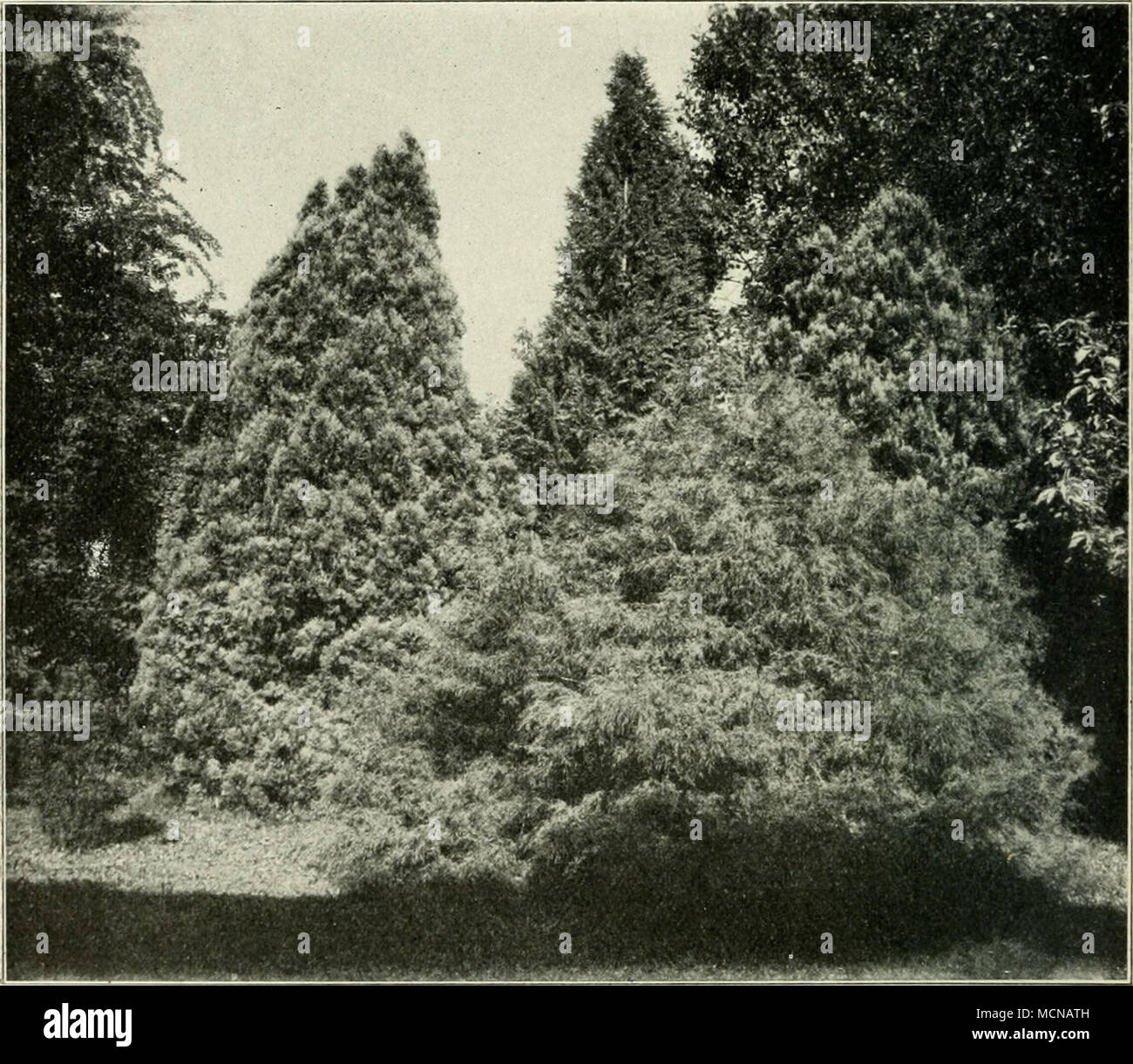 . Abb. 158. Vordergrund: Chamaecyparis pisifera S.. Z filifern Hort ...