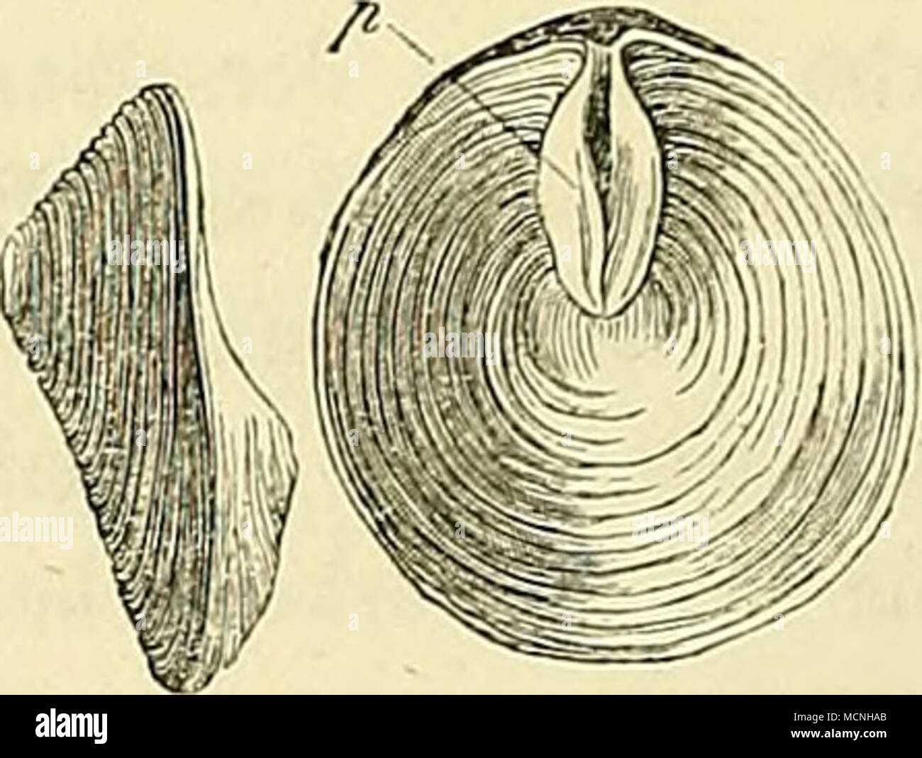 . Discina lamellosa Brod. sp. p) Stielöffnung Stockfotografie - Alamy