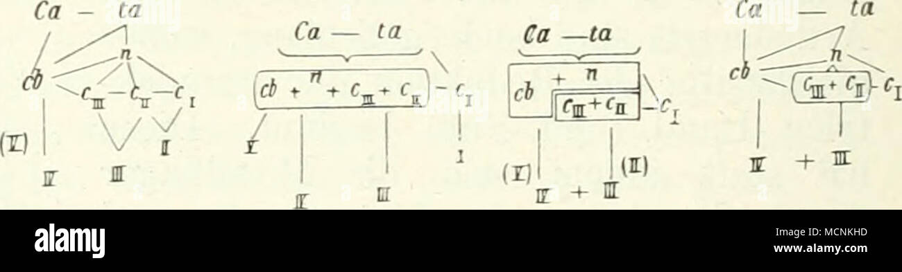 . In diesem Schemata sind die gelenkigen Verbindungen der Carpalia und ...