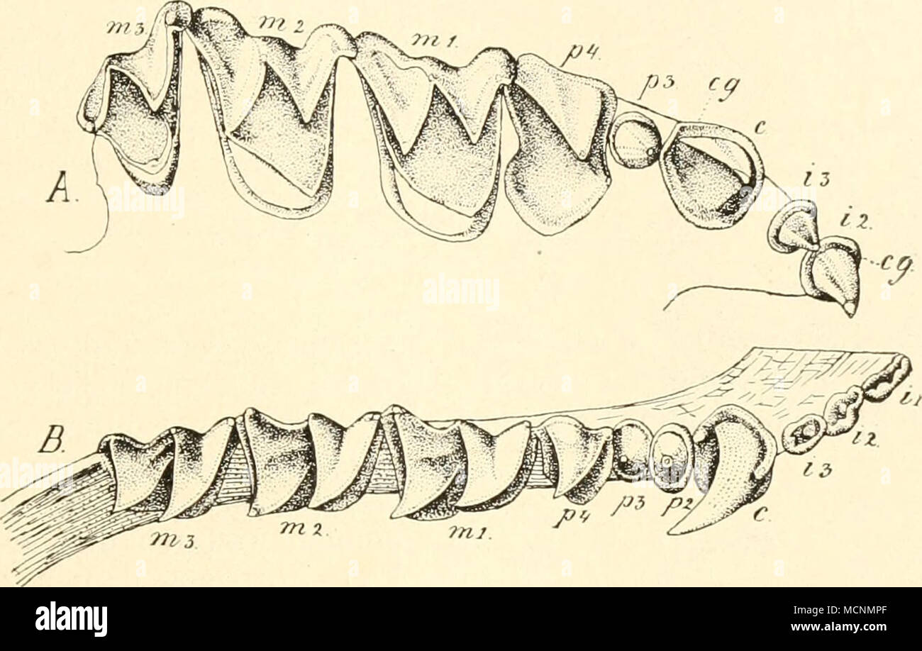 . Abb. SUi). (Lobil) vnii ('orvnorhiiius (Plecotus) towiisendii Coop ...