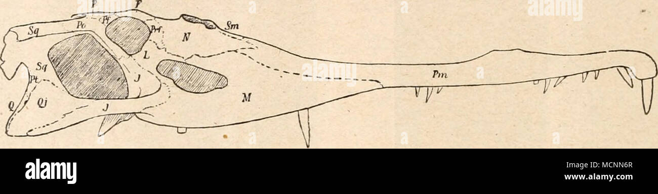 . Abb. 414. Phytosaurus Plieningeri, H. v. Meyer, Schädel von rechts ...