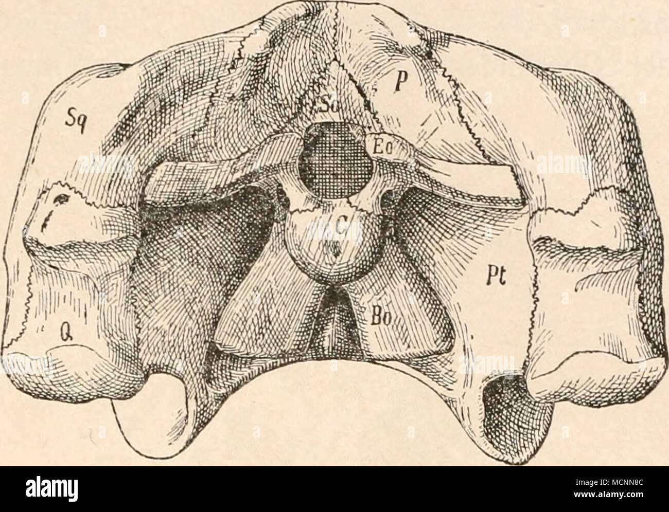 Condylus occipitalis -Fotos und -Bildmaterial in hoher Auflösung – Alamy