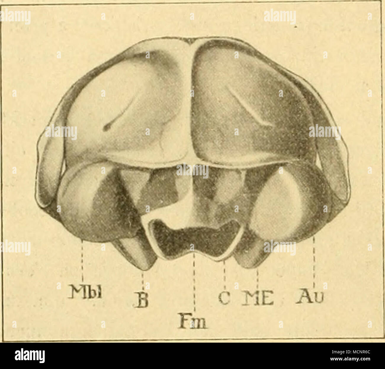 Condylus occipitalis -Fotos und -Bildmaterial in hoher Auflösung – Alamy