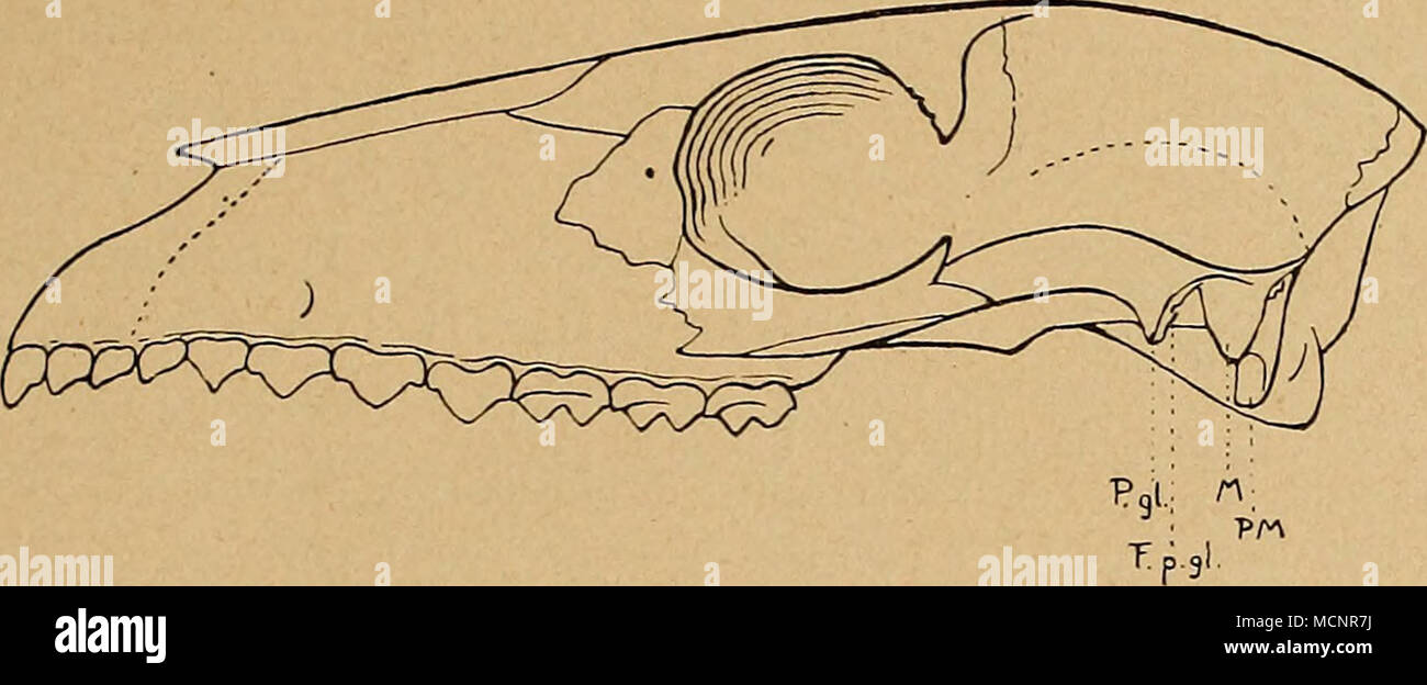 Processus mastoideus -Fotos und -Bildmaterial in hoher Auflösung – Alamy
