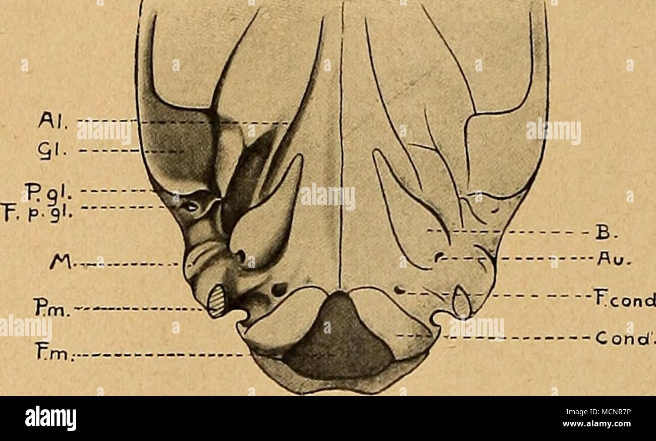 Processus mastoideus -Fotos und -Bildmaterial in hoher Auflösung – Alamy