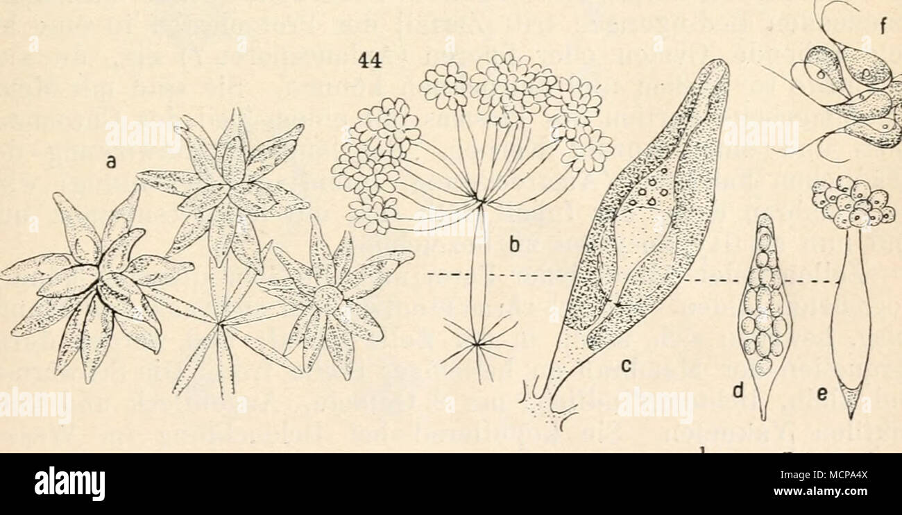 . Abb. 44. Hookeri Actidesmium: ein Teil einer Kolonie 2. Ordnung, b ...