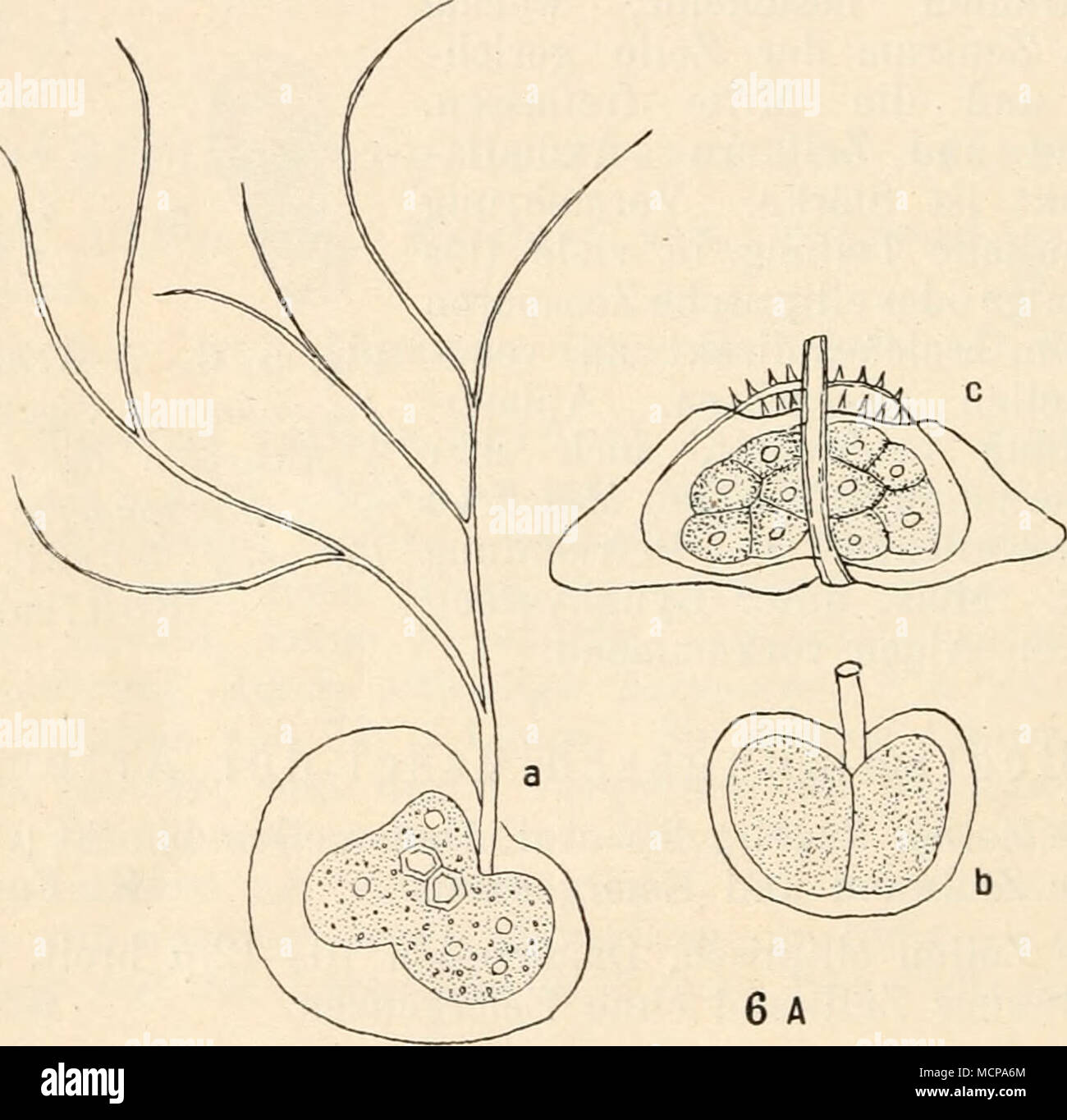 . Abb. ^ A. Dicranochaete reniformis: eine Person von oben gesehen, h ...
