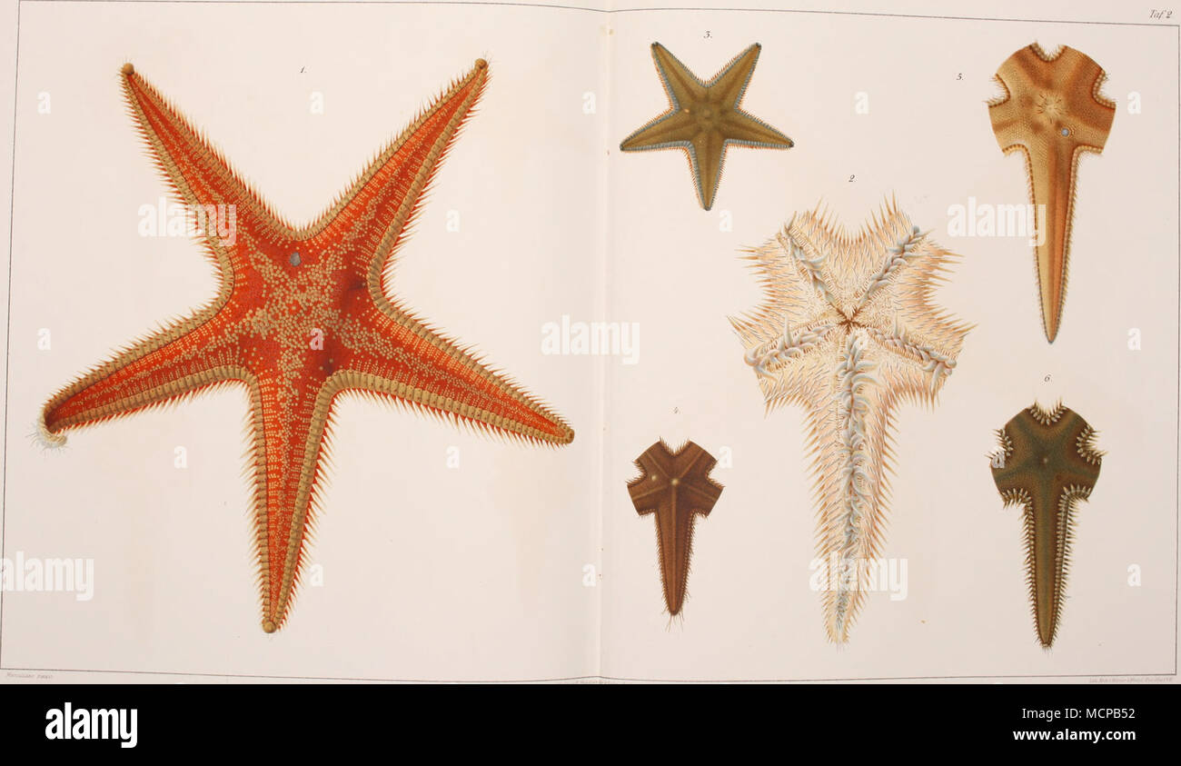 Astropecten bispinosus -Fotos und -Bildmaterial in hoher Auflösung – Alamy