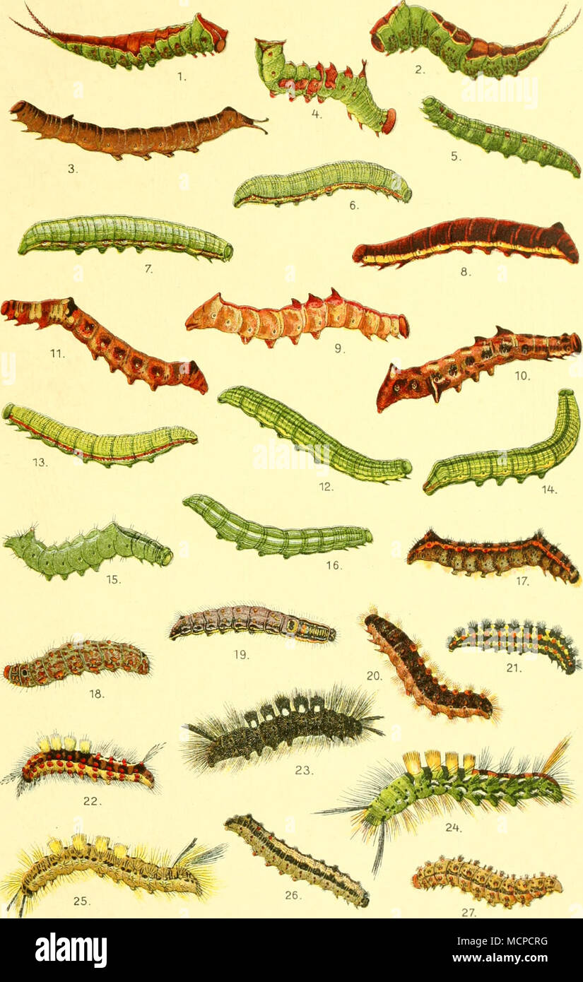 . 1. Cerura bicuspis, 2. bifida. 3. Exaereta Ulmi. 4. Hoplitis ...