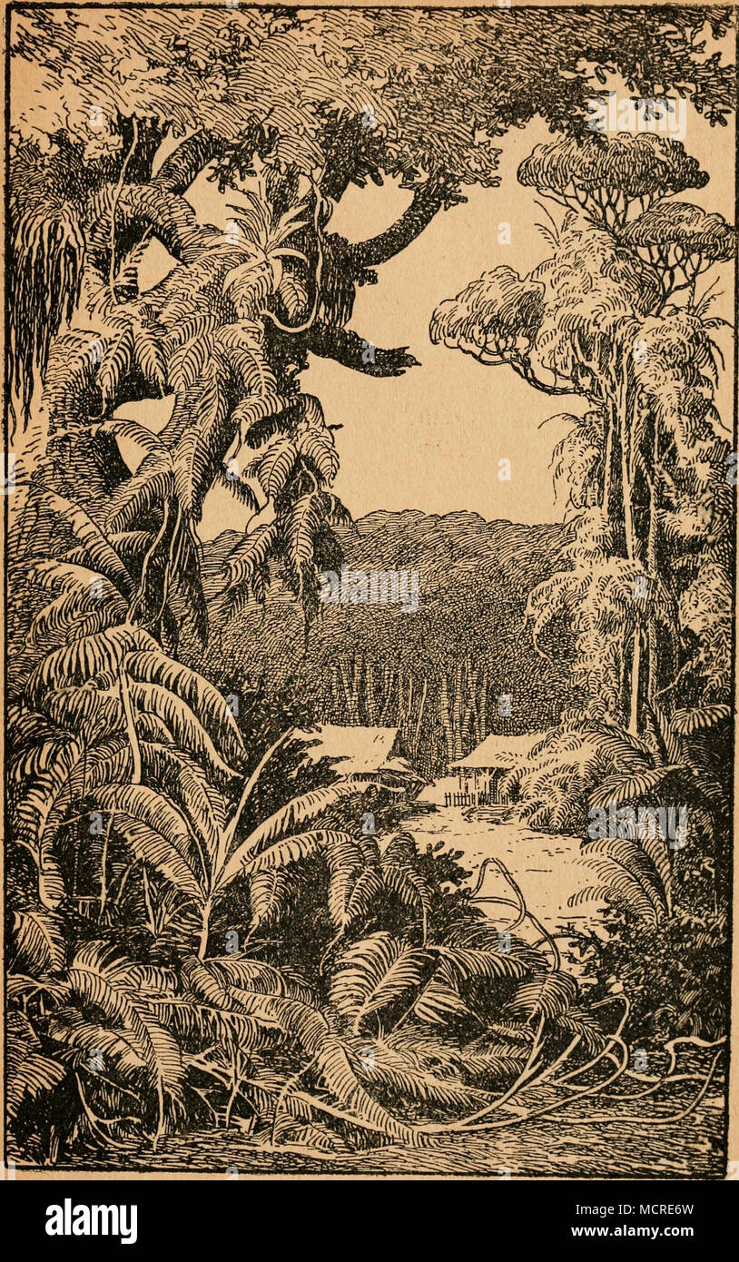 . Mb. 20. Klettcrnöe Poltnen (Rotong) in Süöafictt, toclc^e in ibren ...