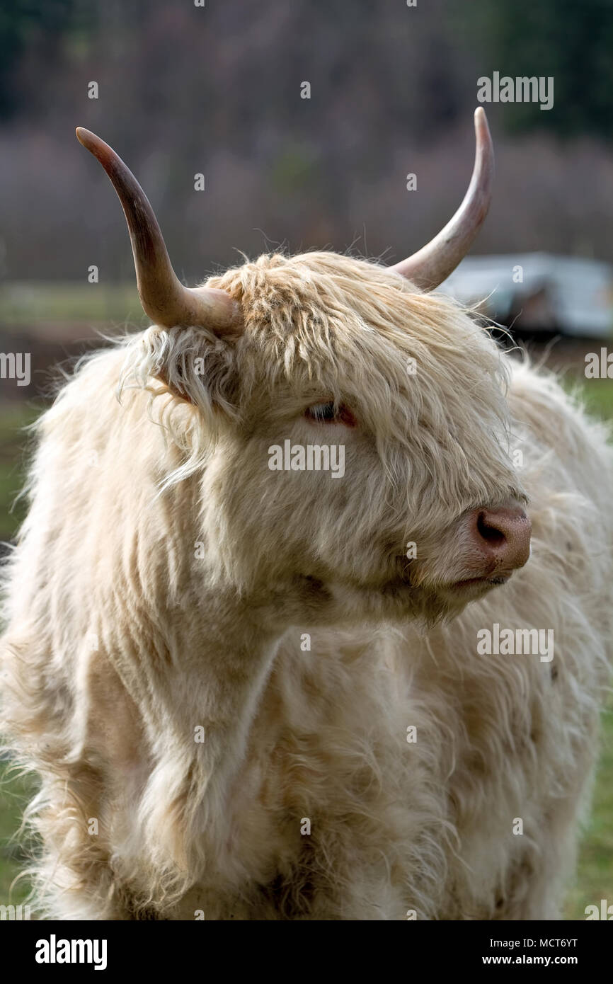Kyloe rasse -Fotos und -Bildmaterial in hoher Auflösung – Alamy