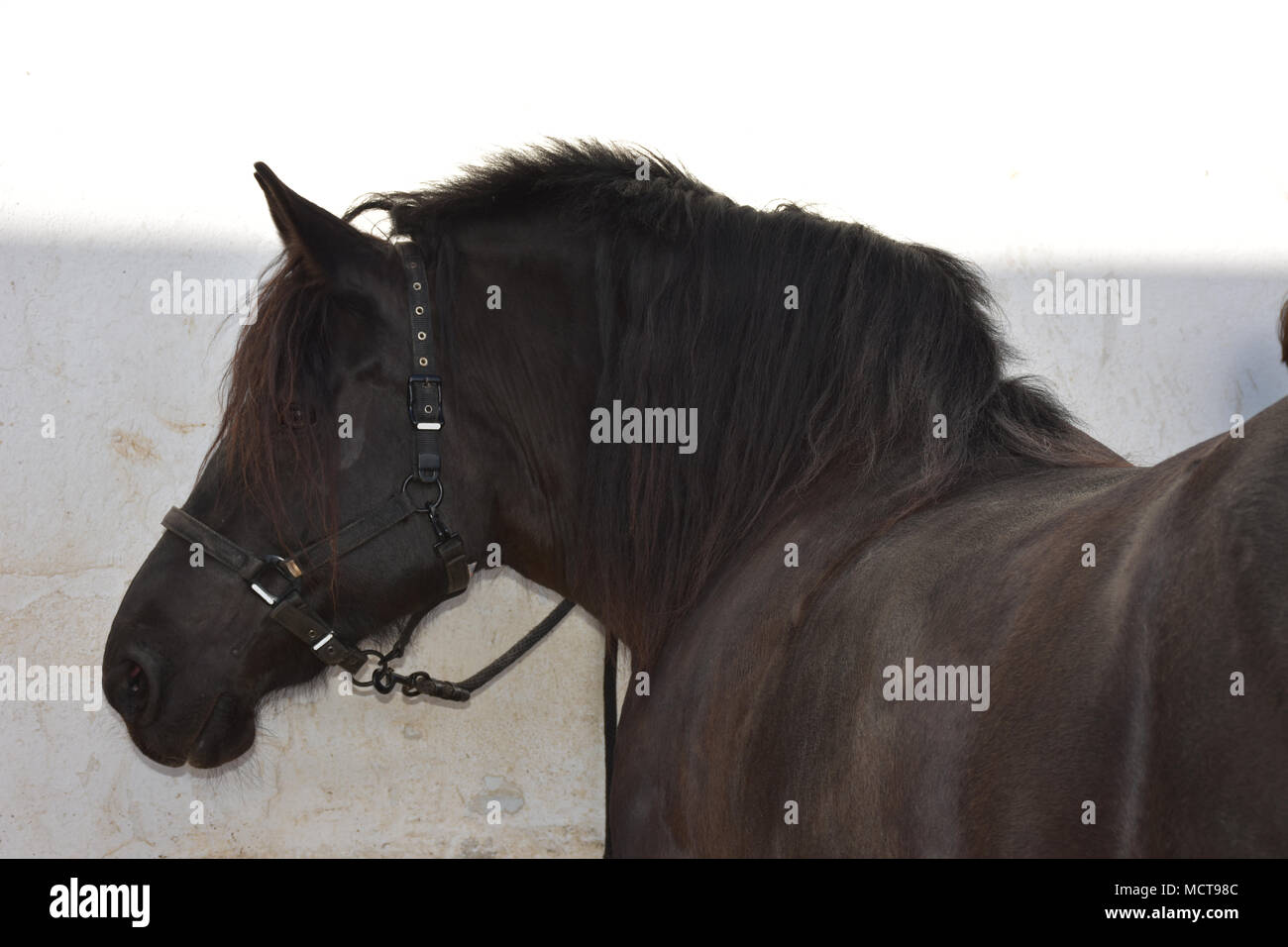 MURGESE PFERD. Italienische equine Rasse der Murge (Apulien, Italien ...
