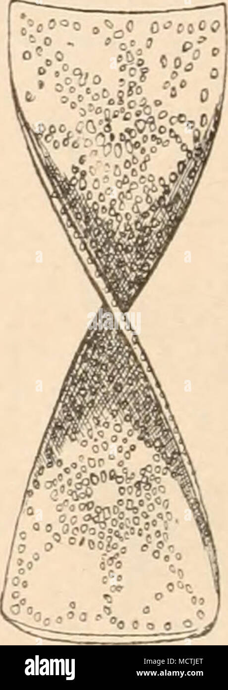 . Abb. 281. Peponia barbadensis Grev. Abb. 282. Streptotheca Thamesis ...