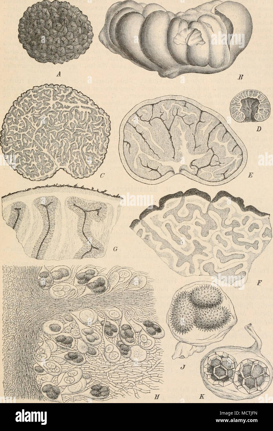 Tuber mesentericum -Fotos und -Bildmaterial in hoher Auflösung – Alamy