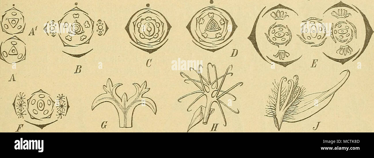 . Abb. 40. A-F-Diagramm von BI. und Blutenständen. Eine Amarantus ...