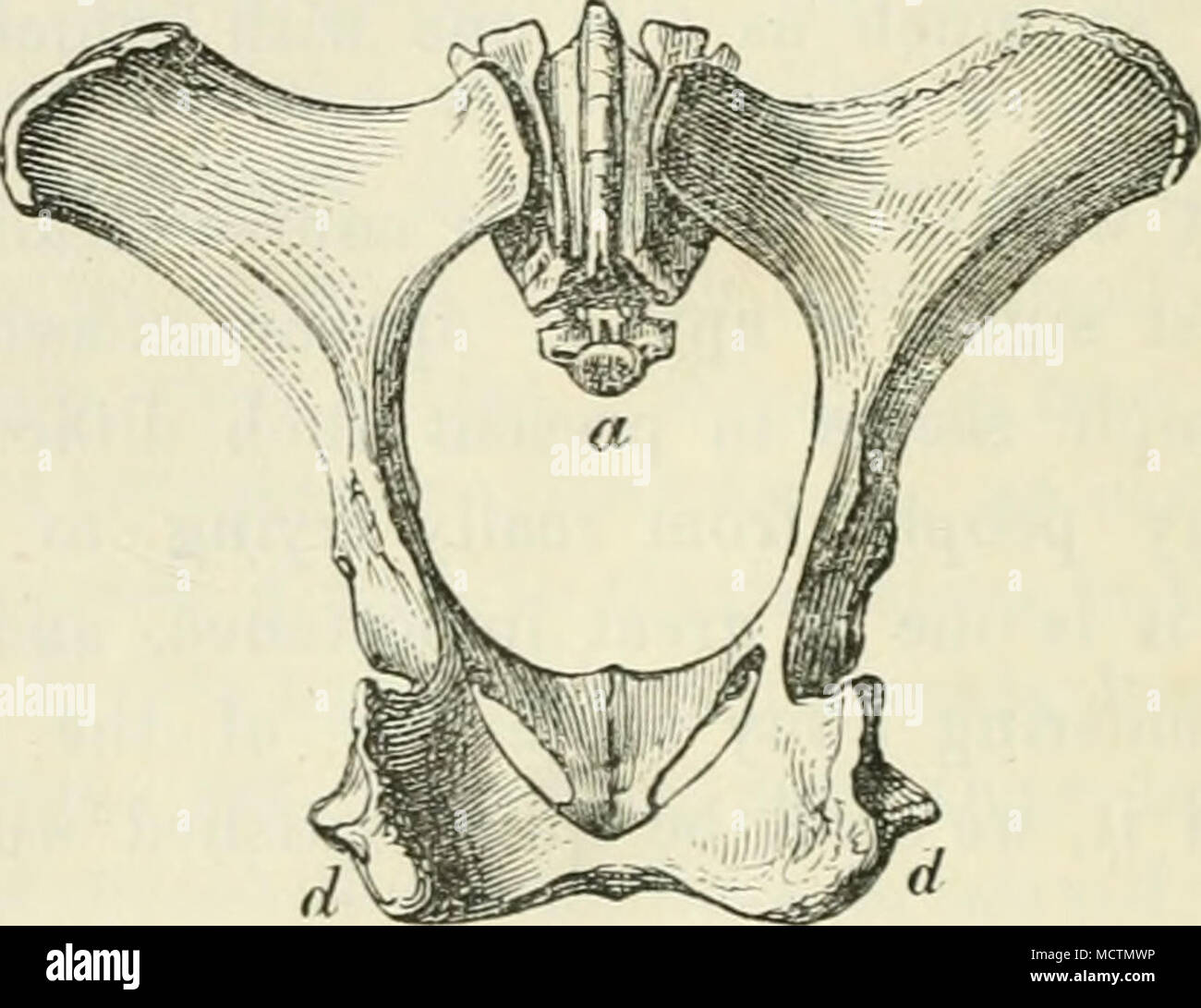 . Abb. 83. In der obigen Abbildung • Gut zeigt die Becken- Hohlraum ...