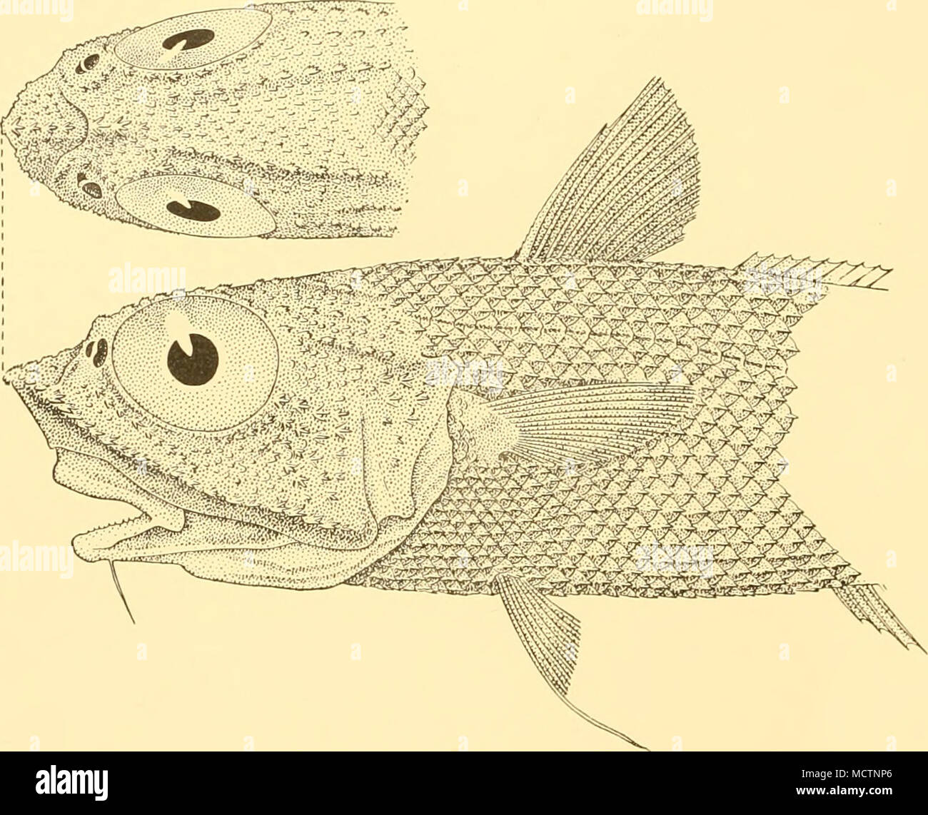 . Abb. 18. Coryphaenoides holotrachys. x-J-. Coelorhynchus fasciatus ...