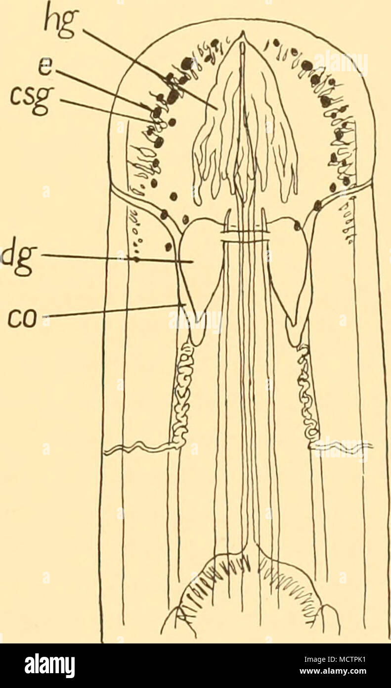 . Abb. 41. Diagramm Amphiporus schollaerti, n. sp., die die Organe am ...
