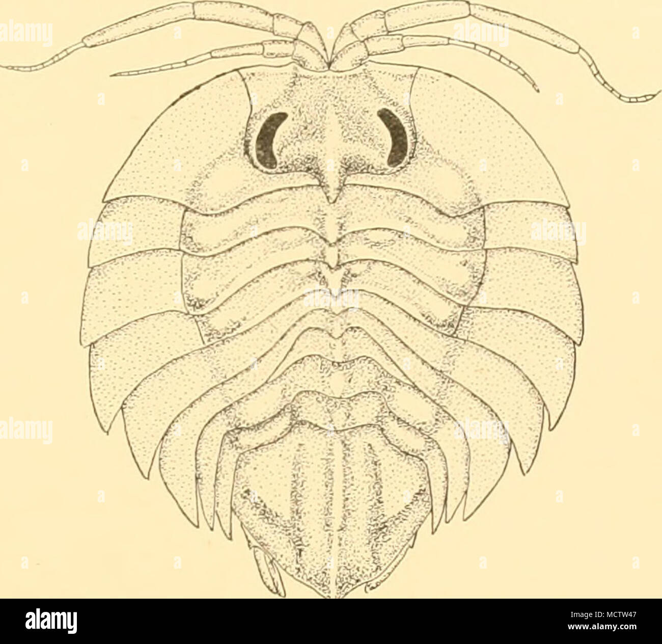 . Abb. 9. Serolis-exigua-, Nordenstam, (J: x12. Kiel, die Rückwärts ...