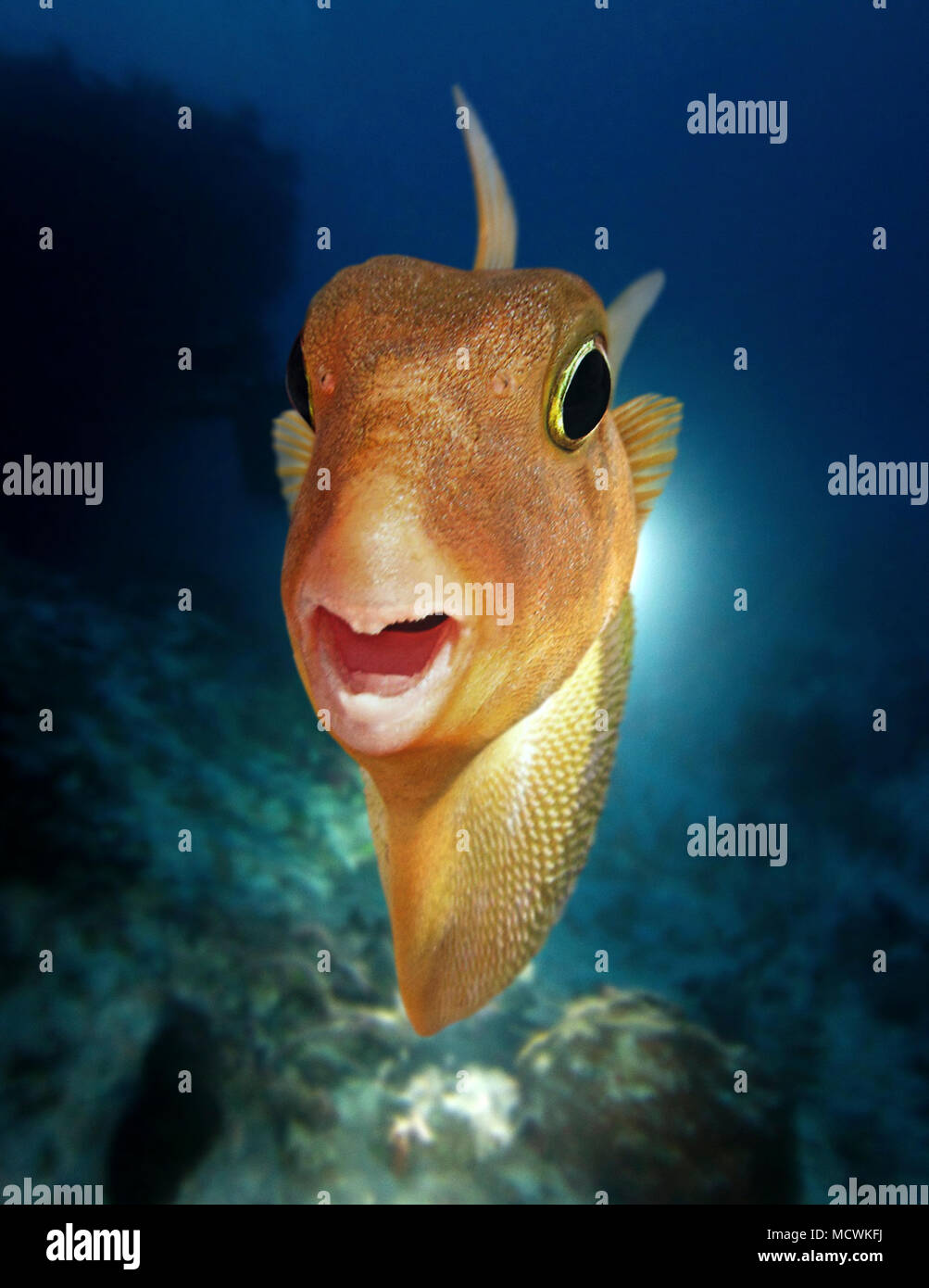 Blick Auf Die Ozeane Stockfotos und -bilder Kaufen - Alamy