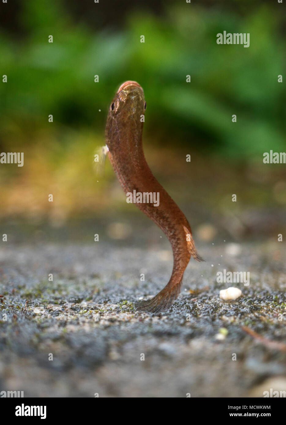 Fish Jumping Out Water Stockfotos und -bilder Kaufen - Alamy