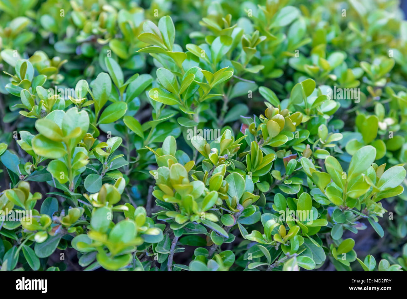 Boxwood hedge buxus sempervirens -Fotos und -Bildmaterial in hoher ...