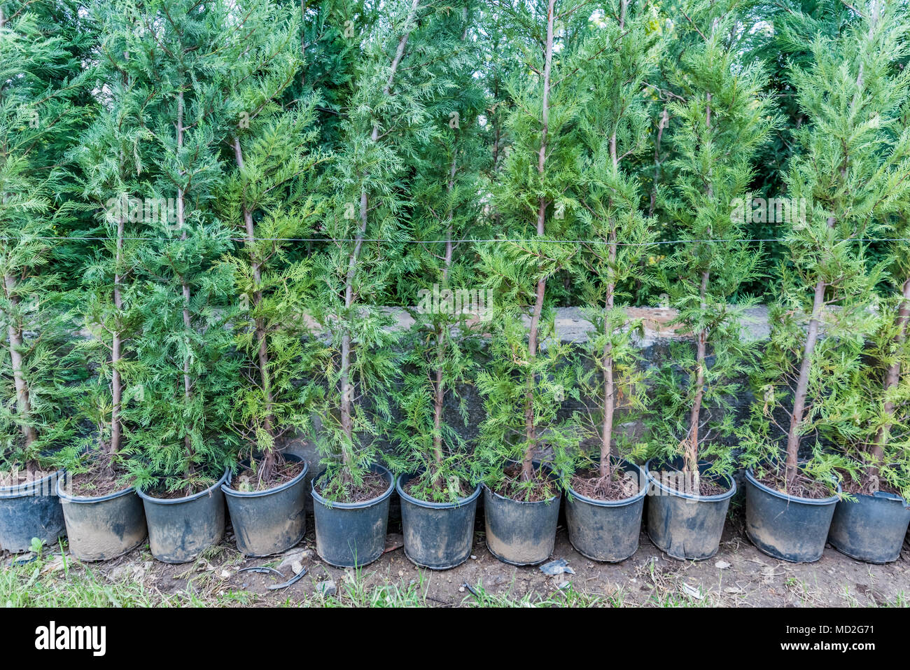 Thuja occidentalis Hintergrund. Thuja occidentalis Nadelholz ist ein ...