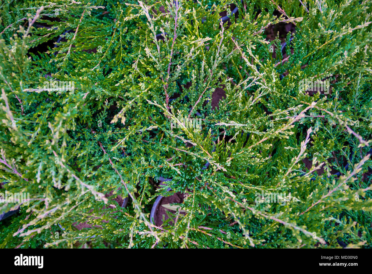 Thuja occidentalis Hintergrund. Thuja occidentalis Nadelholz ist ein ...