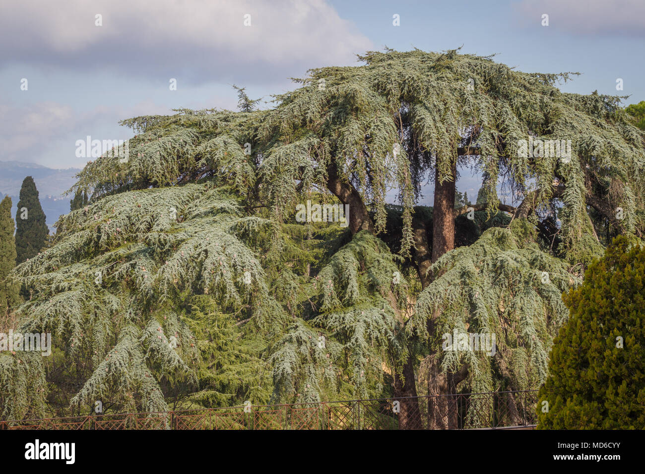 Libanesische zeder cedrus libani -Fotos und -Bildmaterial in hoher ...