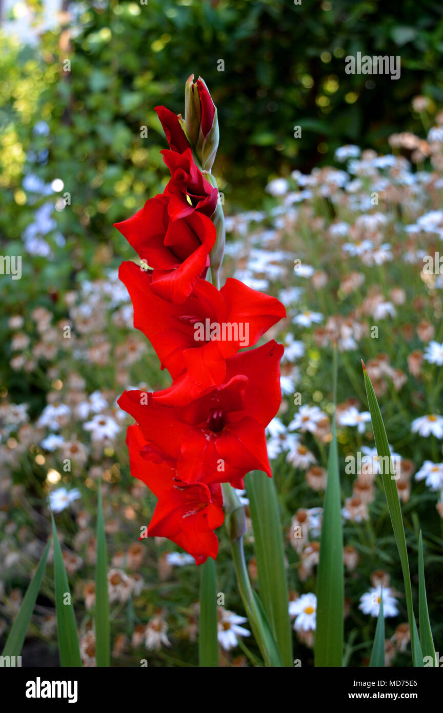 Makro von gladiolen -Fotos und -Bildmaterial in hoher Auflösung – Alamy