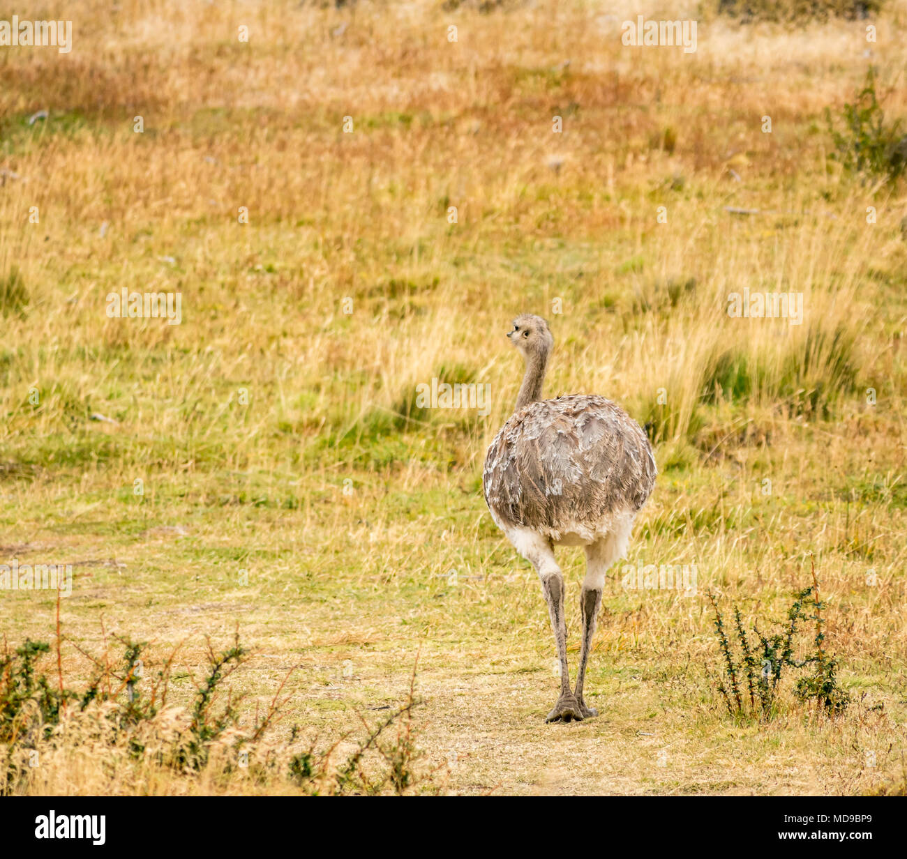 Darwins Rhea, oder weniger Rhea Rhea pennata, Torres del Paine ...