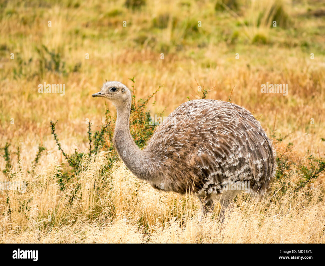 Rhea patagonia chile torres del paine vogel -Fotos und -Bildmaterial in ...