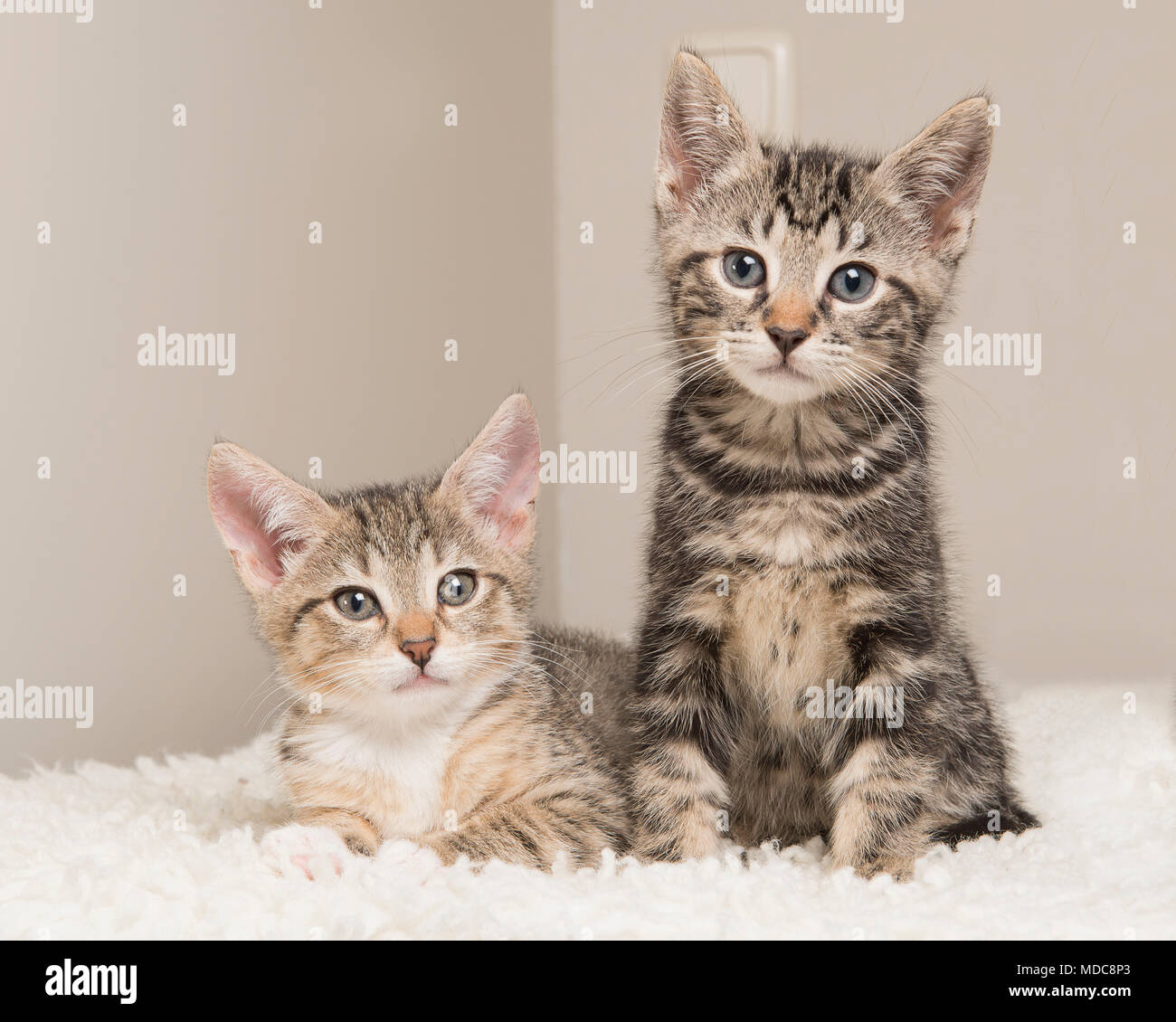 Zwei süße Tabby baby Katzen im Wohnzimmer neben einander sitzen ...