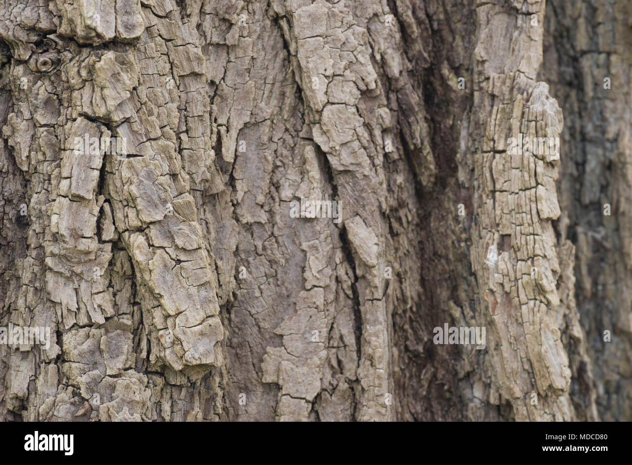 Pappel rinde detail -Fotos und -Bildmaterial in hoher Auflösung – Alamy
