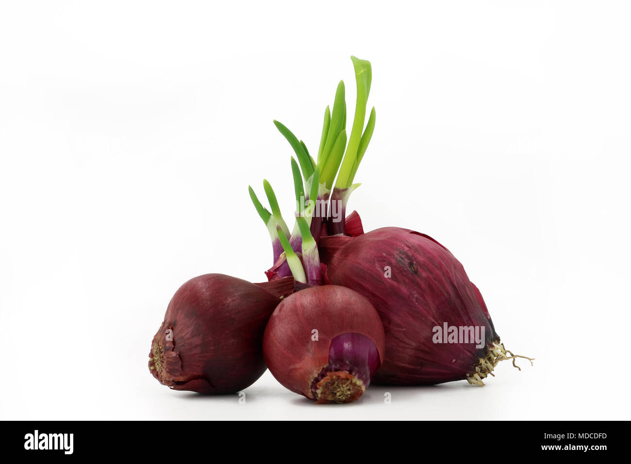 Rote zwiebelpflanze -Fotos und -Bildmaterial in hoher Auflösung – Alamy