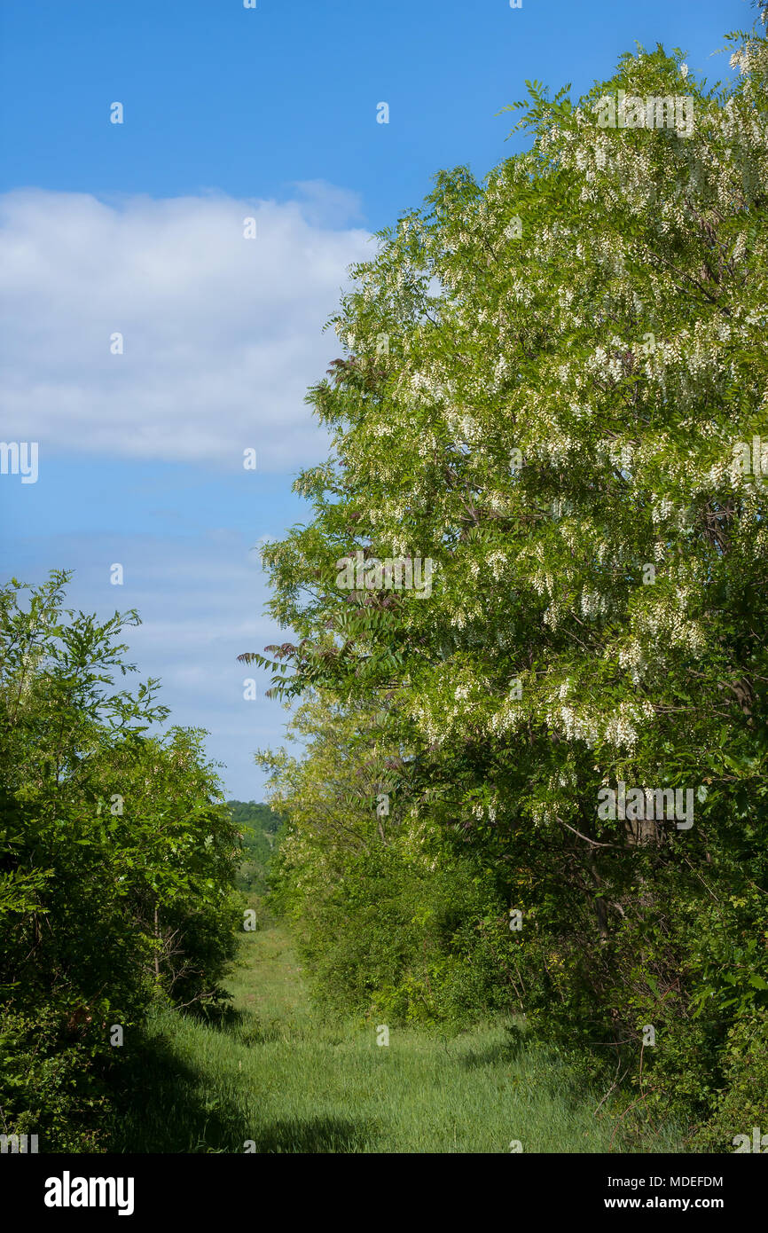 Falsche akazien -Fotos und -Bildmaterial in hoher Auflösung – Alamy