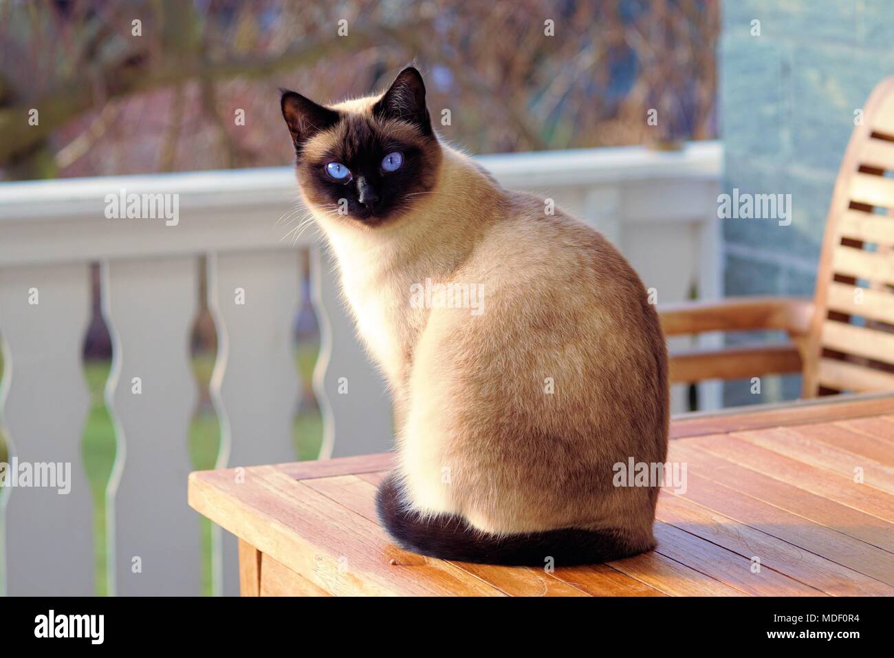 Der Hauskatze Stockfotos und -bilder Kaufen - Alamy