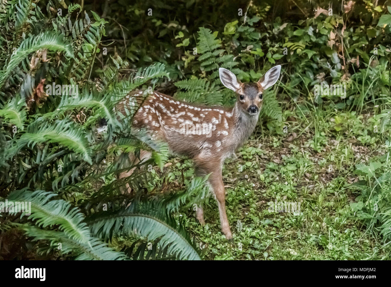 Teilweise unter Farnen und Adlerfarn verborgen, ein winziges beschmutzt ...