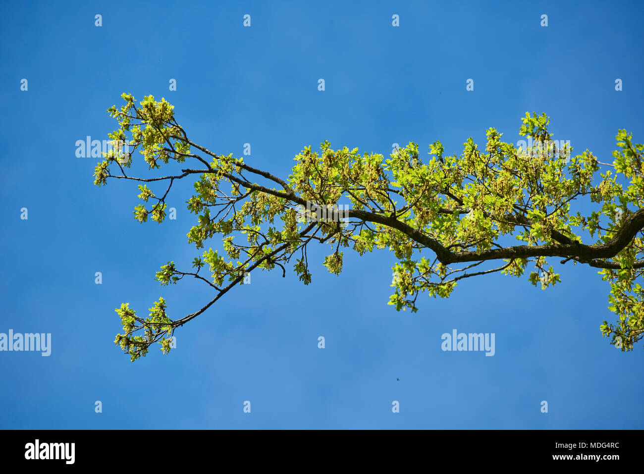 Zweig ast Stockfotos und -bilder Kaufen - Alamy