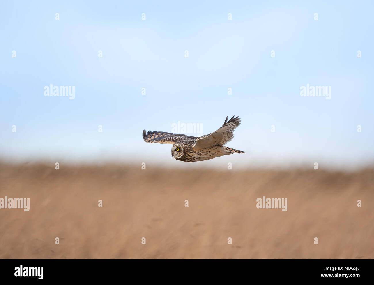 Eulen in der luft -Fotos und -Bildmaterial in hoher Auflösung – Alamy