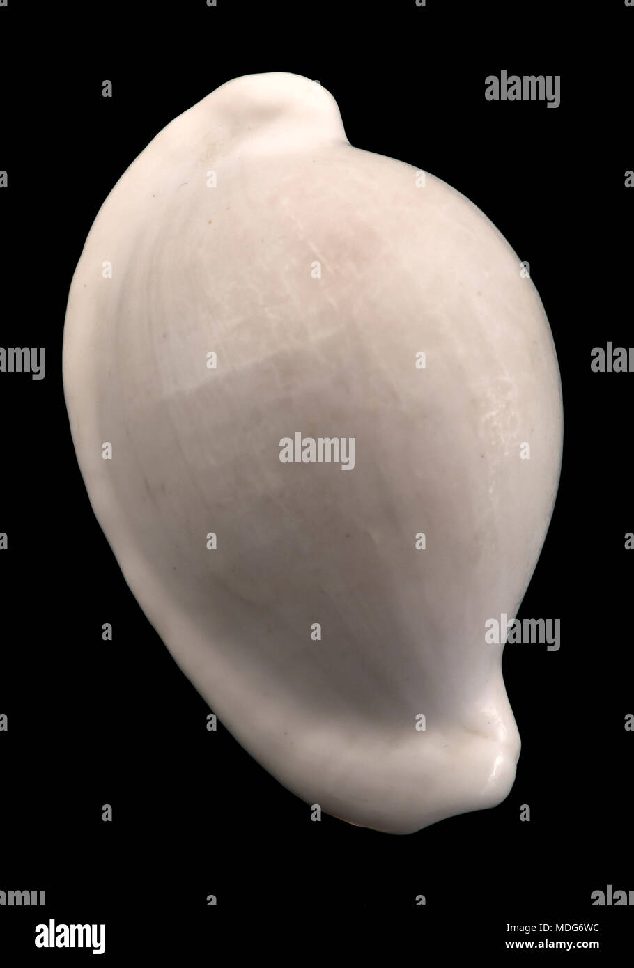 Muschel von Ei cowry (ovula Ovum), Malakologie Sammlung, Spanien ...