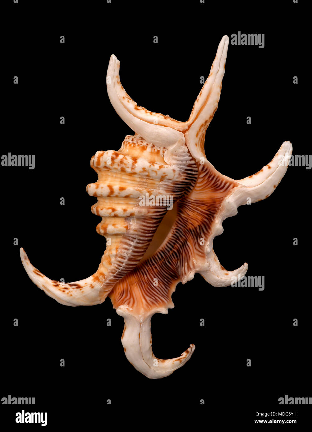 Muschel von Arthritischen spider Conch (Harpago arthritica chiragra ...