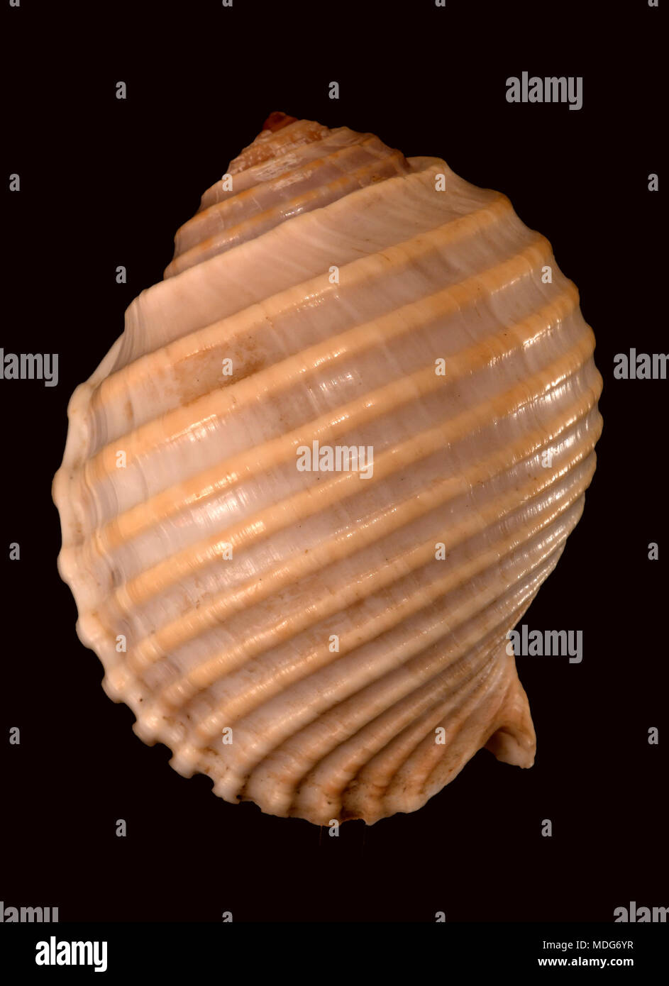 Tonna allium -Fotos und -Bildmaterial in hoher Auflösung – Alamy