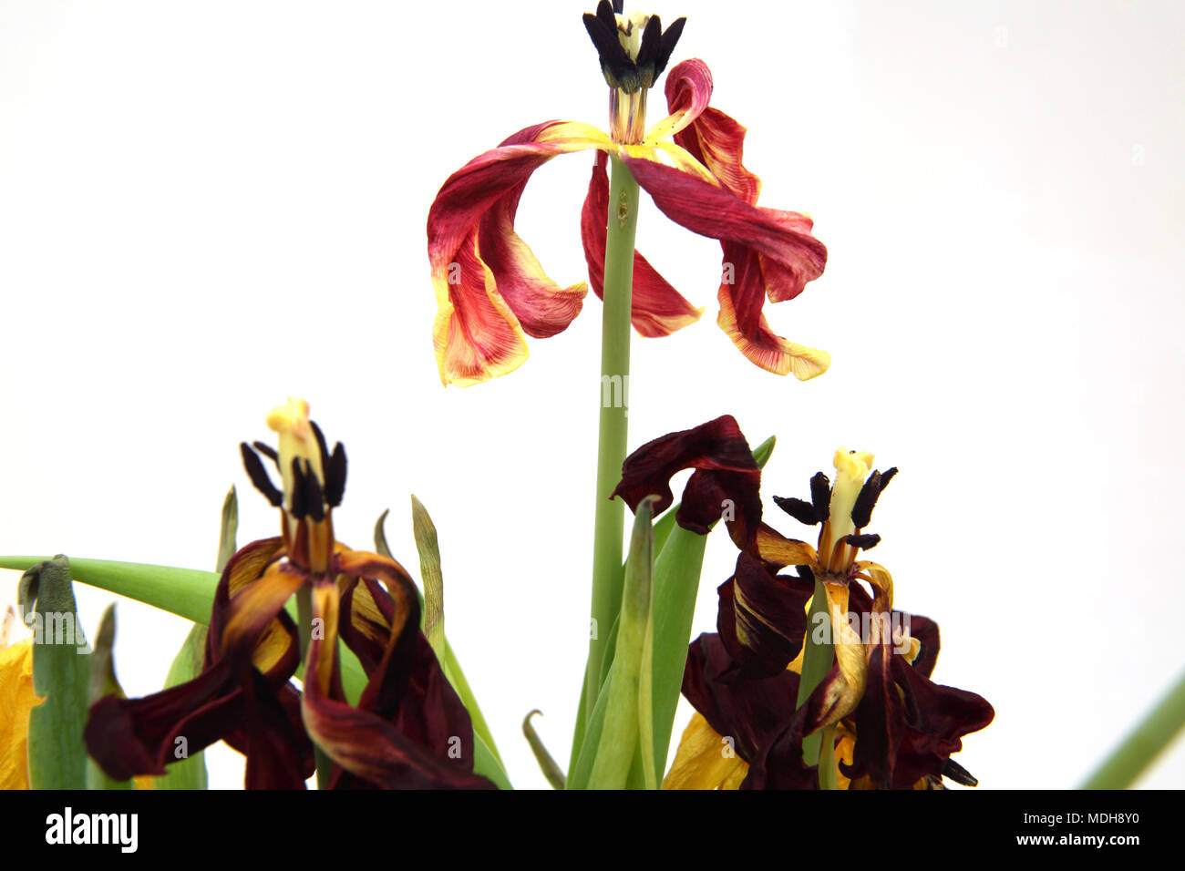 Vase mit toten blumen -Fotos und -Bildmaterial in hoher Auflösung – Alamy