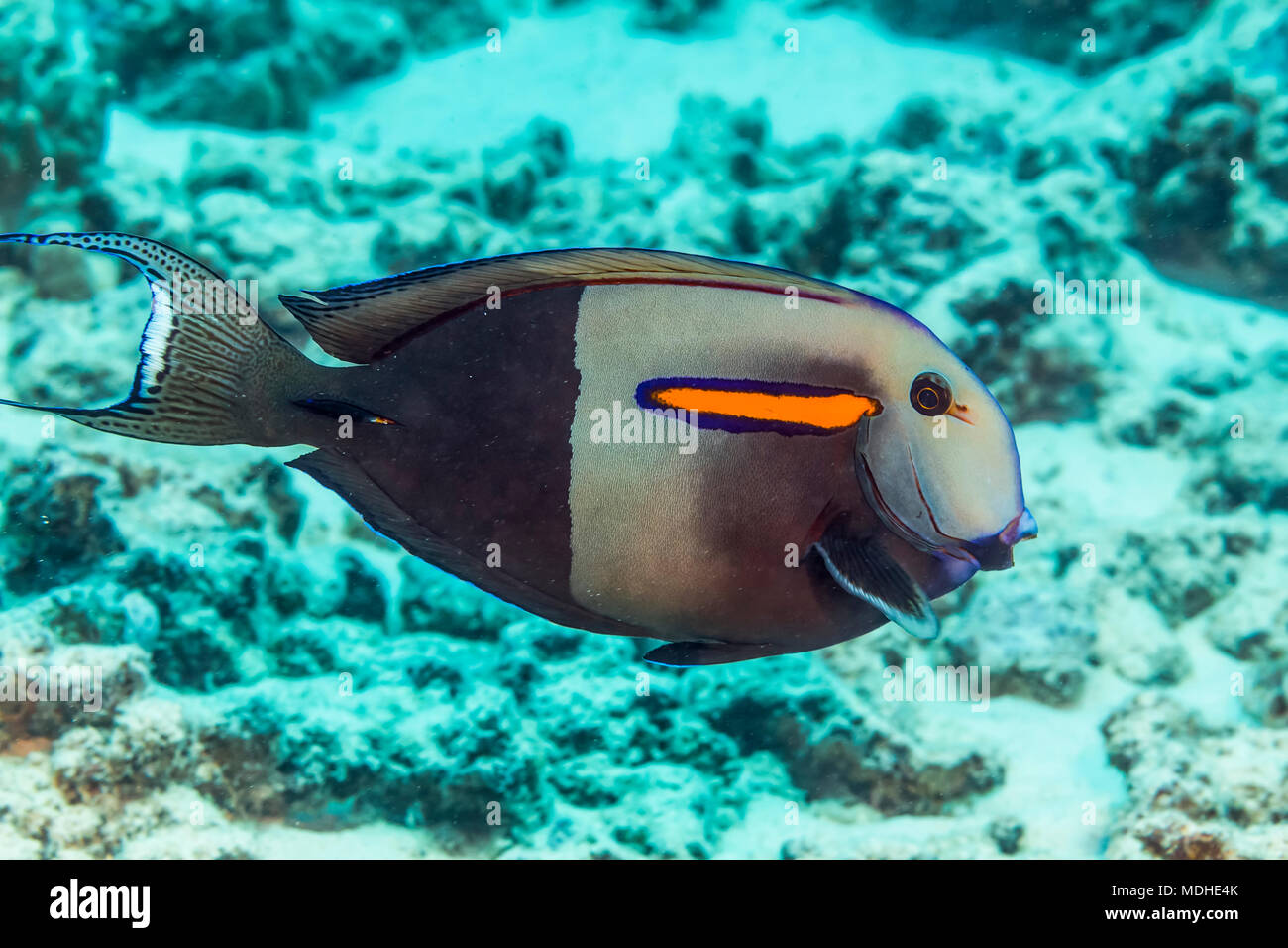 Klasse actinopterygii -Fotos und -Bildmaterial in hoher Auflösung – Alamy