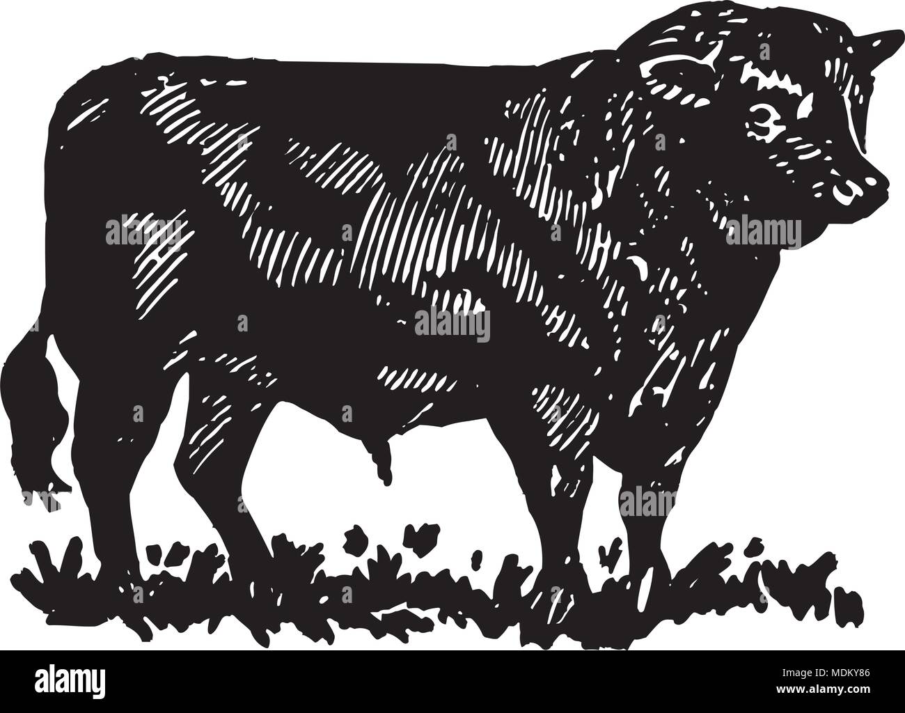 Klassischer stier Ausgeschnittene Stockfotos und -bilder - Alamy