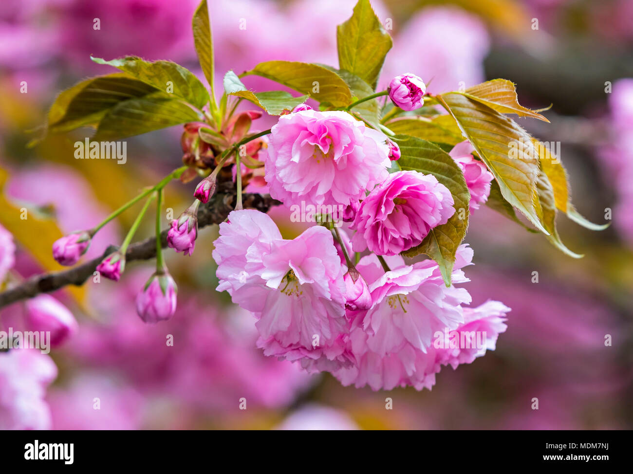 Japanische blütenkirsche -Fotos und -Bildmaterial in hoher Auflösung ...
