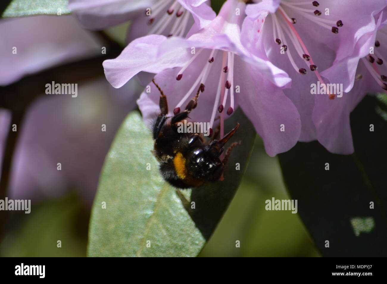 Anatomie zunge -Fotos und -Bildmaterial in hoher Auflösung – Alamy