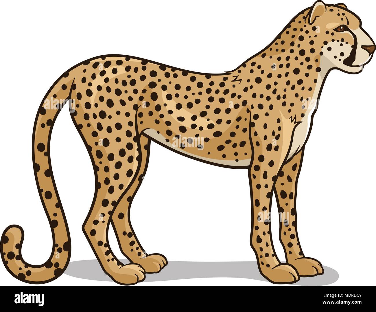 Cheetah cartoon -Fotos und -Bildmaterial in hoher Auflösung – Alamy